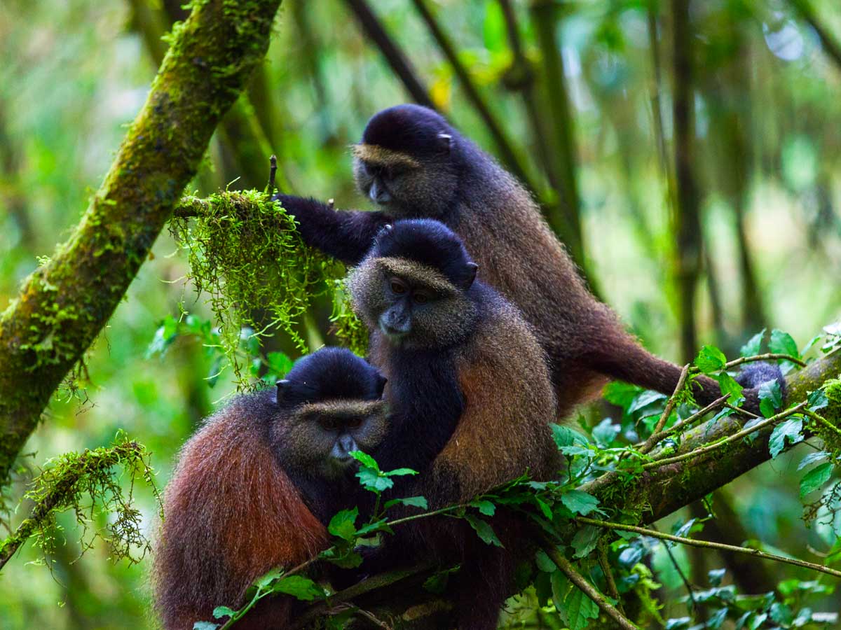 5 Days Rwanda Primates Safari - Gorilla Trekking Trips