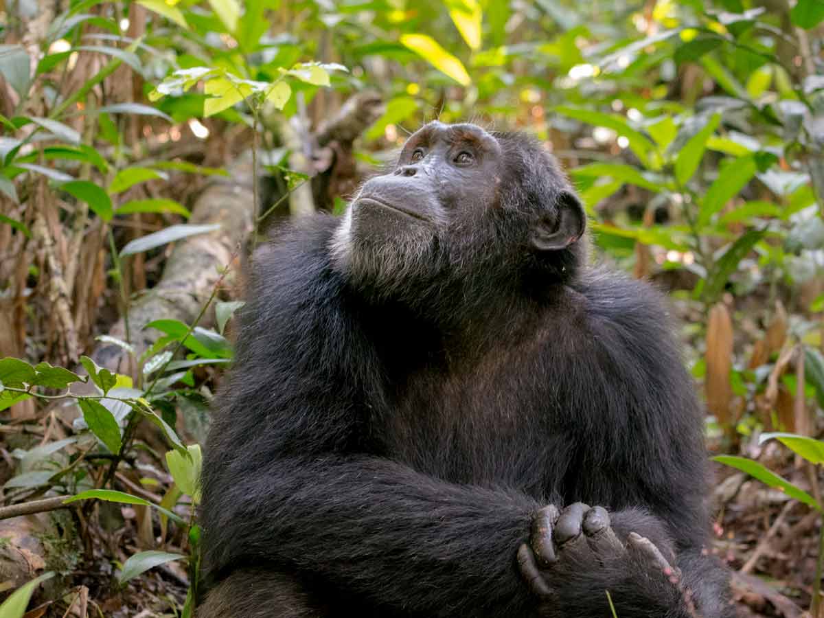 9 Days Uganda Primates safari - Gorilla Trekking Trips
